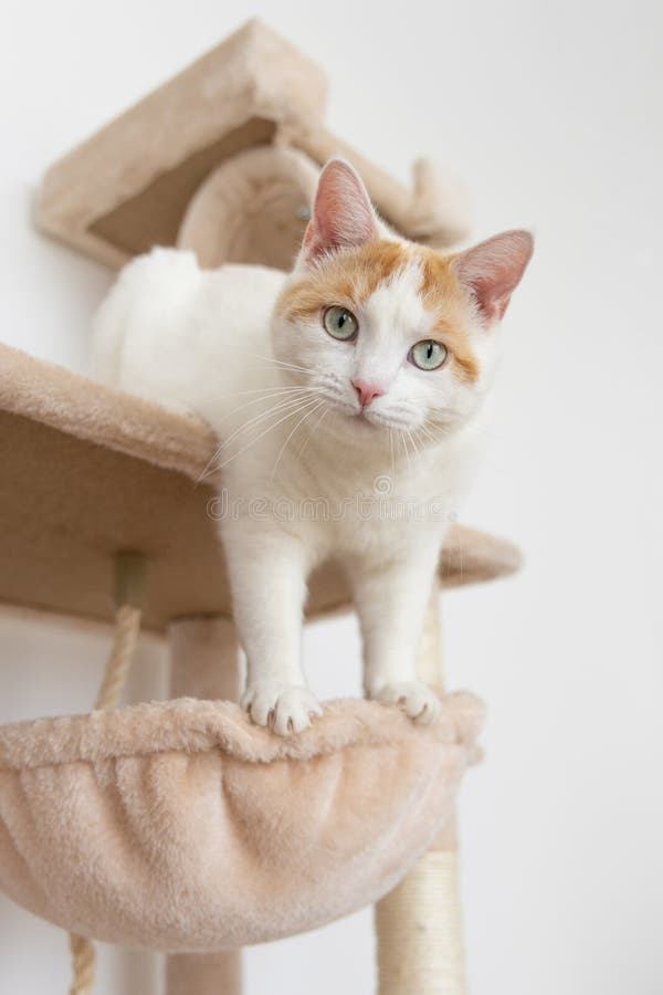 Domestic Cat on the Cat Schratcher Post Stock Photo - Image of animal ...