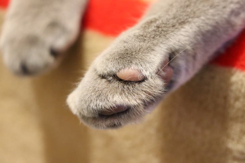 Domestic Cat, Scottish Fold Cat, Scottish Fold, Cat Sleep Stock Photo ...