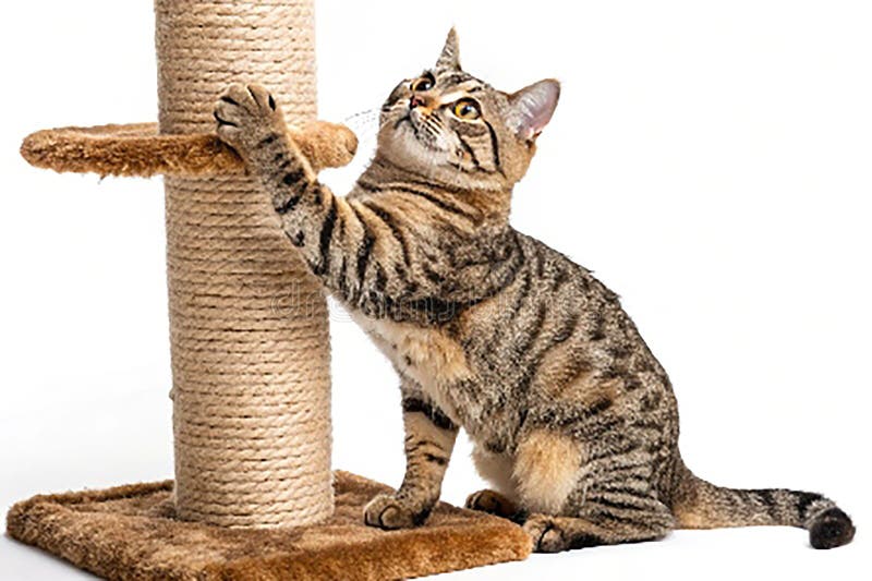 Domestic Cat Scratching Isolated on Transparent Background Stock ...