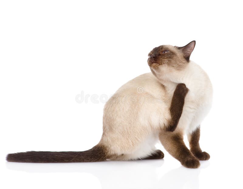 White cat stretching stock photo. Image of relax, relaxing - 8116348