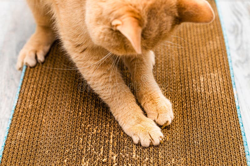 Domestic Cat Sharpening Its Nails on a Scratching Post Stock Photo ...