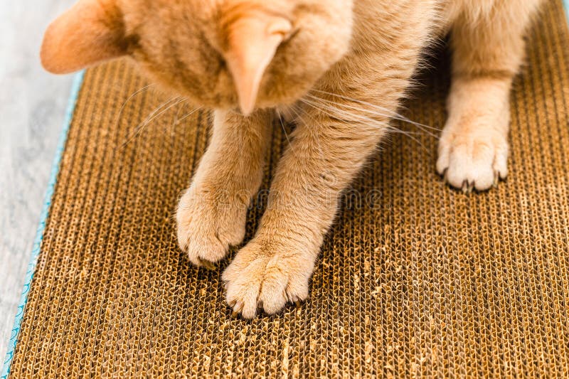 Domestic Cat Sharpening Its Nails on a Scratching Post. Stock Image ...