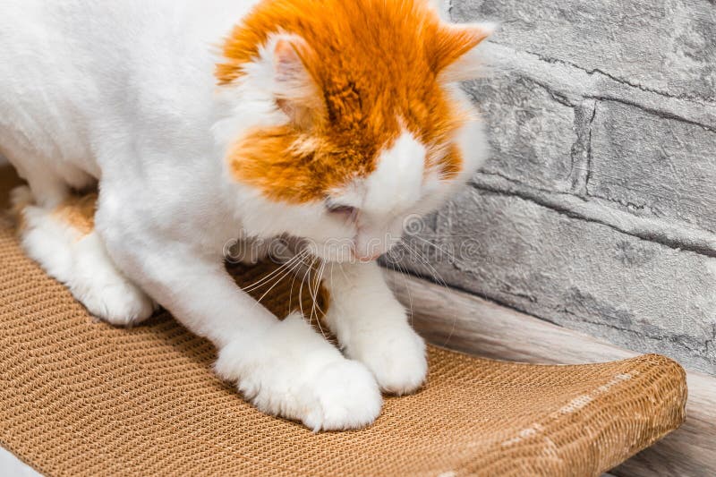 Domestic Cat Sharpens Its Claws on a Scratching Post. Stock Image ...
