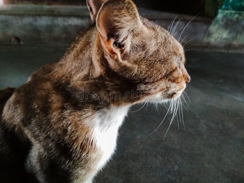 Domestic cat stock image. Image of feline, side, home - 106583685