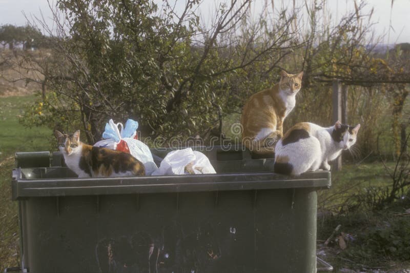 Domestic cat stock photo. Image of nature, british, animal - 36161332