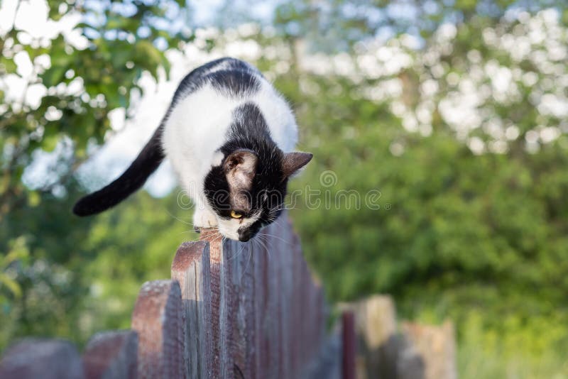 Domestic Cat Sits on a Fence Post and Looks Down Stock Photo - Image of ...