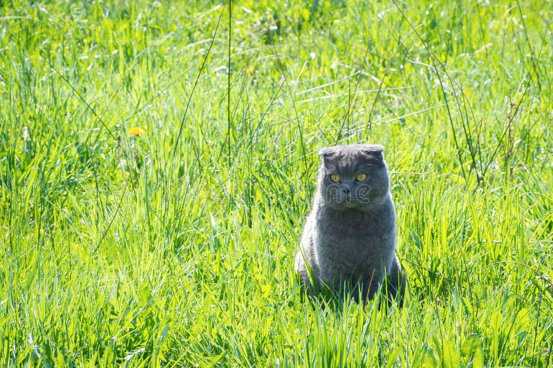 A Domestic Cat Sits in the Grass. the Cat Walks in the Field Stock ...