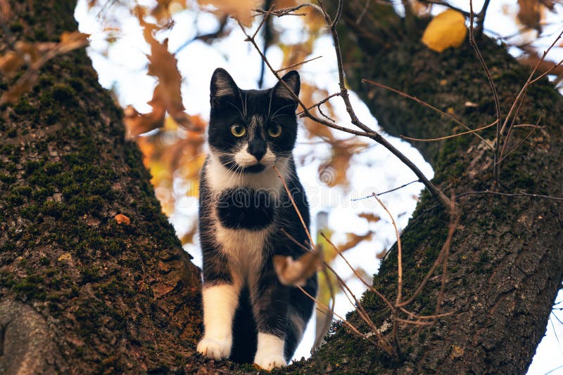 Domestic Cat Sitting on Tree Branch Stock Image - Image of evening ...