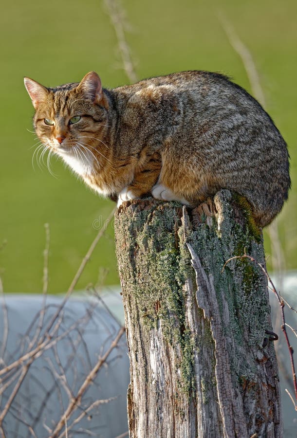 Domestic Cat Sitting on a Pole in the Afternoon Light. Stock Photo ...
