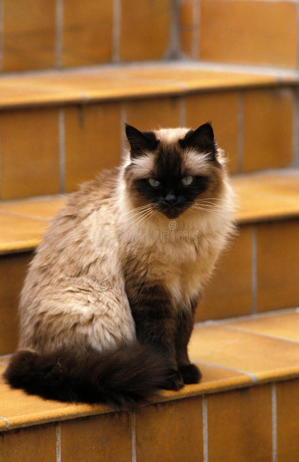 Domestic Cat Sitting on Stairs Stock Image - Image of stairs, mammal ...