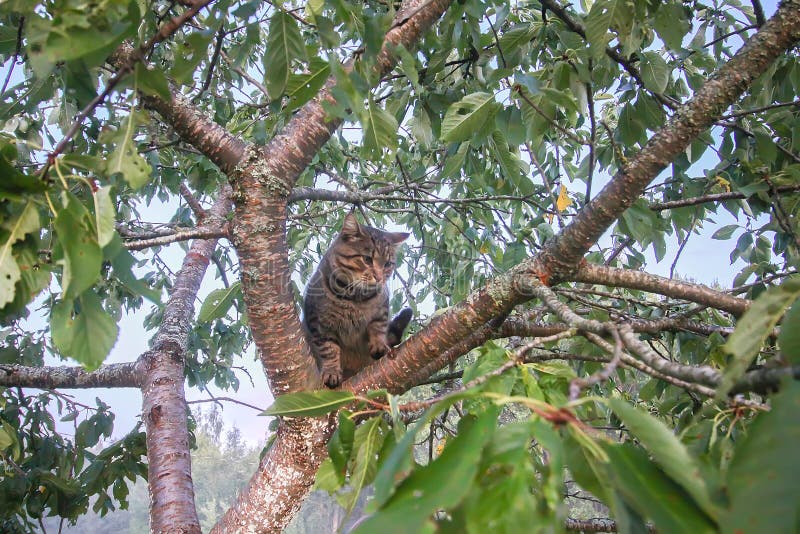 Domestic Cat Sitting on Tree Branch Stock Photo - Image of beauty ...