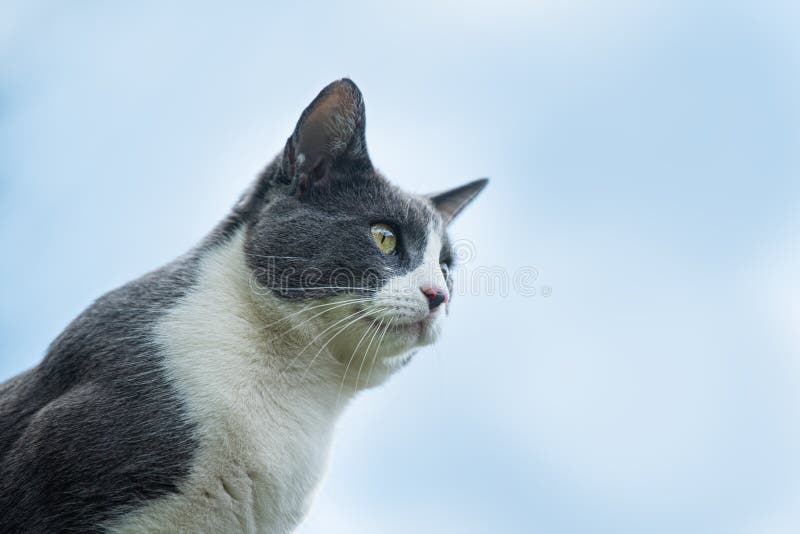 Domestic Cat with Sky Background Stock Photo - Image of domestic, adult ...