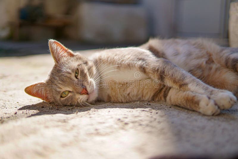 Domestic Cat Sleeping Peacefully Outside on the Ground Stock Image ...