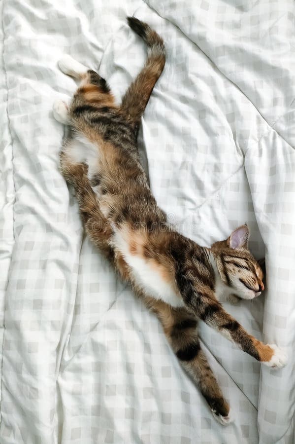 A Domestic Cat Sleeps Peacefully and Calmly on His Back Stock Photo ...