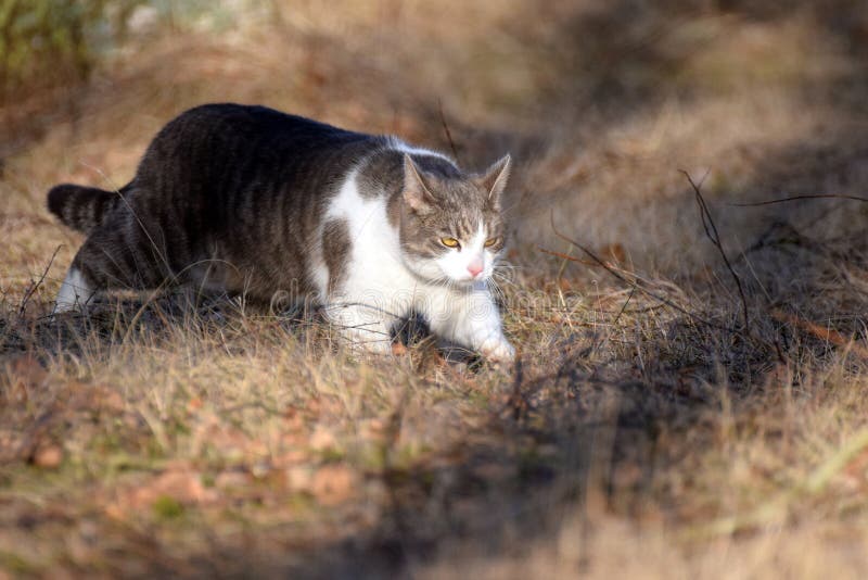 Cat Sneaking Prowling Hunting Hiding on the Green Dry Grass in T Stock ...