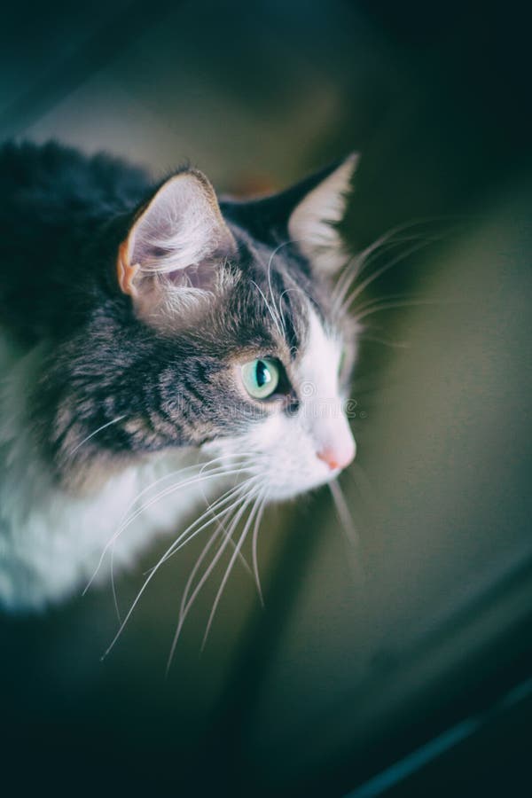 247 Cat Staring Out Window Photos - Free & Royalty-Free Stock Photos ...