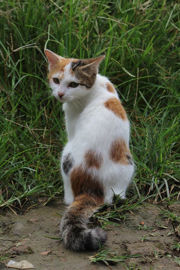 Domestic Cat with Three Colors Stock Photo - Image of colo, domestic ...