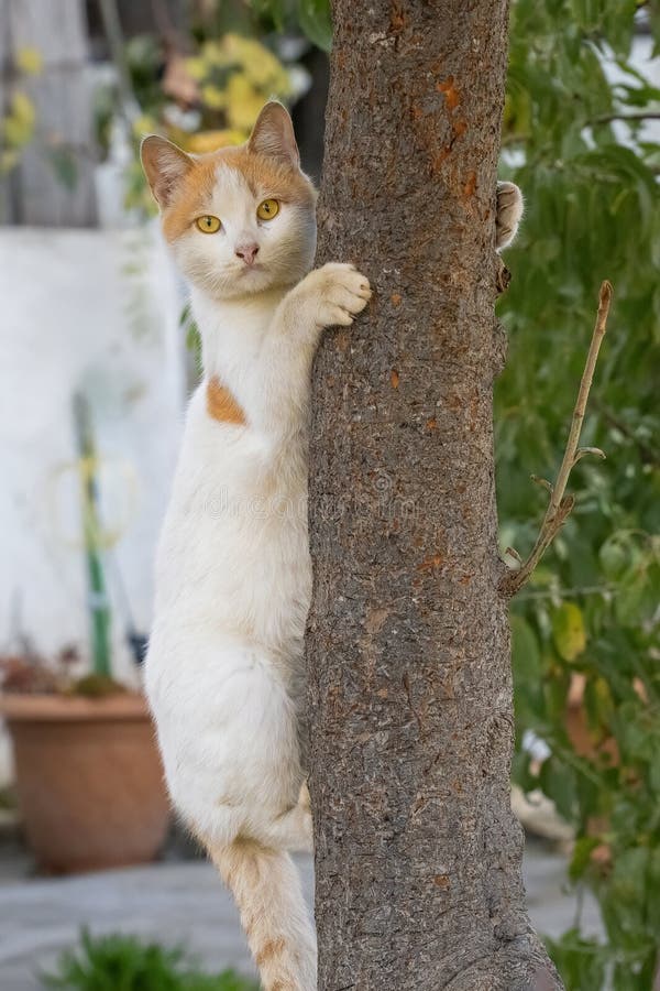 A Cat Climbing a Tree stock photo. Image of funny, nature - 371242208