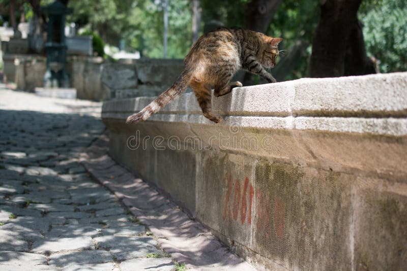 Domestic Cat in View Out in the Street of Town Stock Image - Image of ...