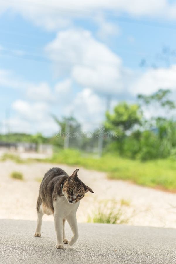 Domestic cat walk stock image. Image of kitty, animal - 74626861