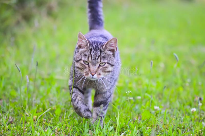 Domestic Cat Walks in the Garden Stock Image - Image of mammal, hunting ...