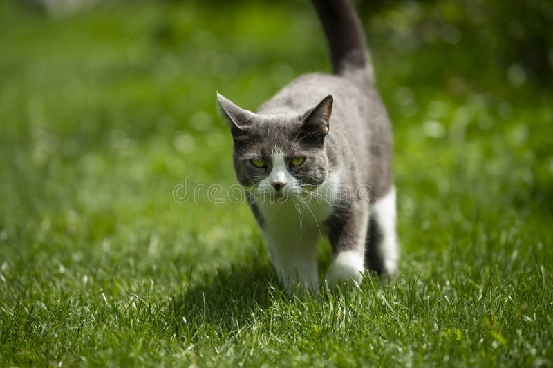 Domestic Cat Walks in a Meadow Stock Photo - Image of mammal, meadow ...