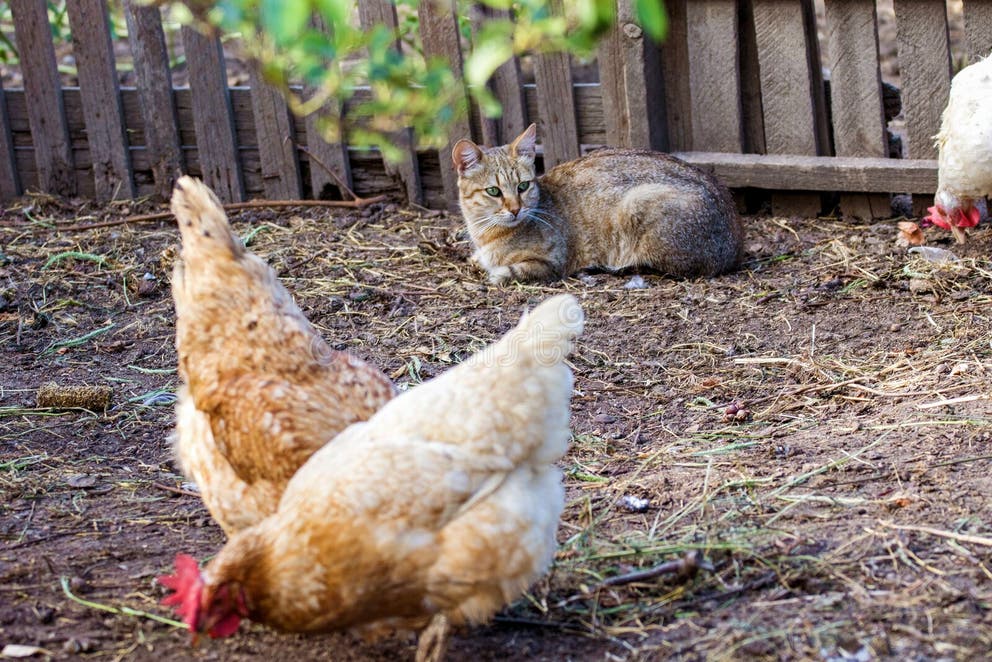 Domestic Cat Watching the Chickens Stock Image - Image of season ...