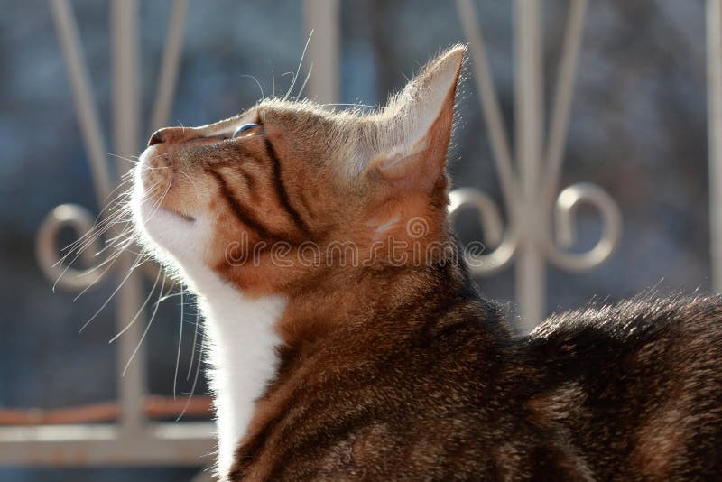 Domestic Cat Watching for Prey Stock Image - Image of observe, close ...