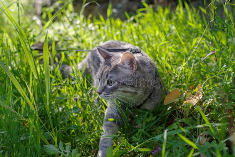 Domestic Cat Wearing a Harness on a Walk Outdoors in the Grass Stock ...