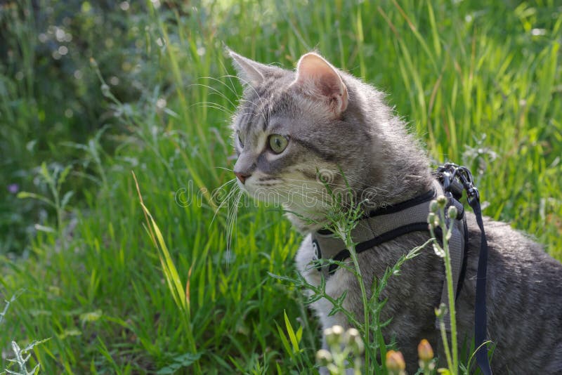 Domestic Cat Wearing a Harness on a Walk Outdoors in the Grass Stock ...