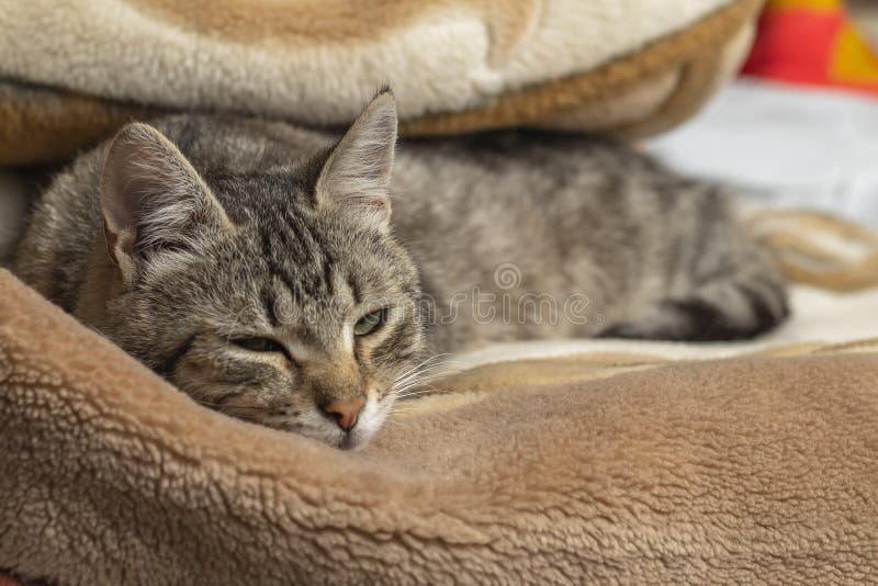 Wrapped up cat stock image. Image of feline, furry, adorable - 27145263