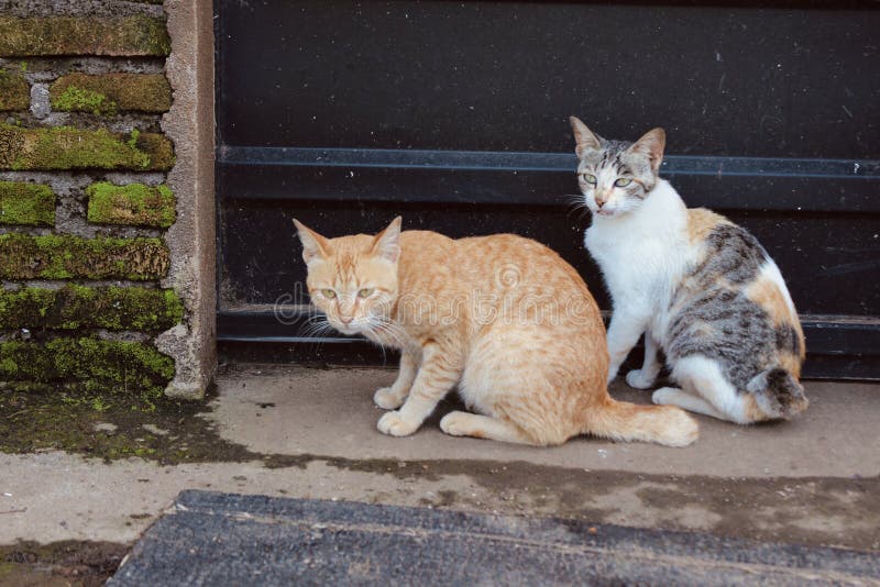 Two Domestic Cats Looking at the Camera Stock Image - Image of camera ...