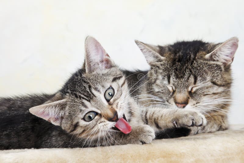 Domestic Cats, Female Cat and Kitten Stock Photo - Image of head, pink ...