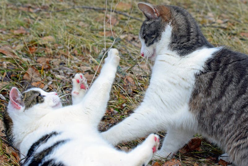 Domestic Cats Playing Outdoors Stock Photo - Image of play, paws: 90778272