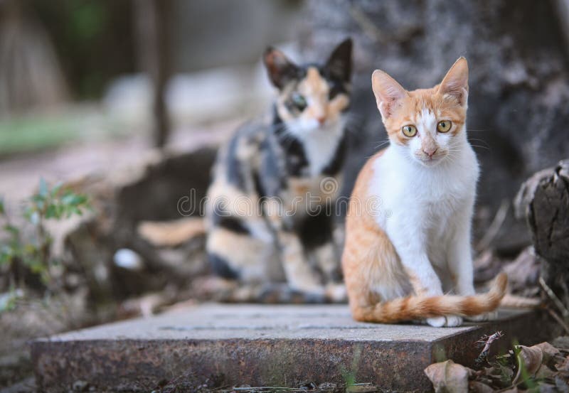 Domestic Cats Sitting on a Concrete Surface in a Natural Outdoor ...