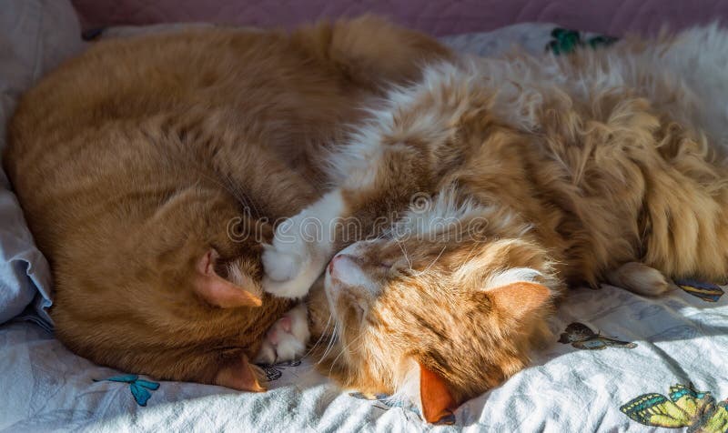 Two Ginger Cats. Domestic Cats Sleeping in Their Arms. Two Cats ...