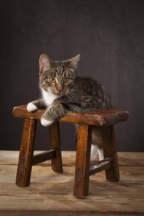 Domestic Cats on the Studio Stock Photo - Image of pretty, single: 8427888