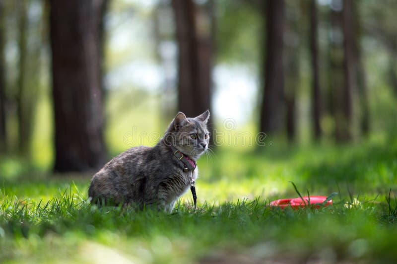 Domestic Cattle Gray Tabby Cat Stock Photo - Image of cattle, tree ...