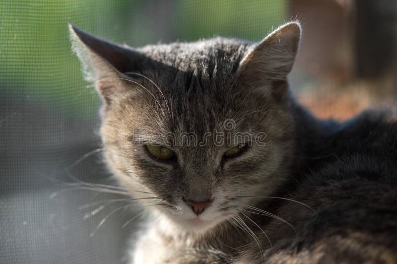 Domestic Cattle Gray Tabby Cat Stock Photo - Image of cattle, window ...