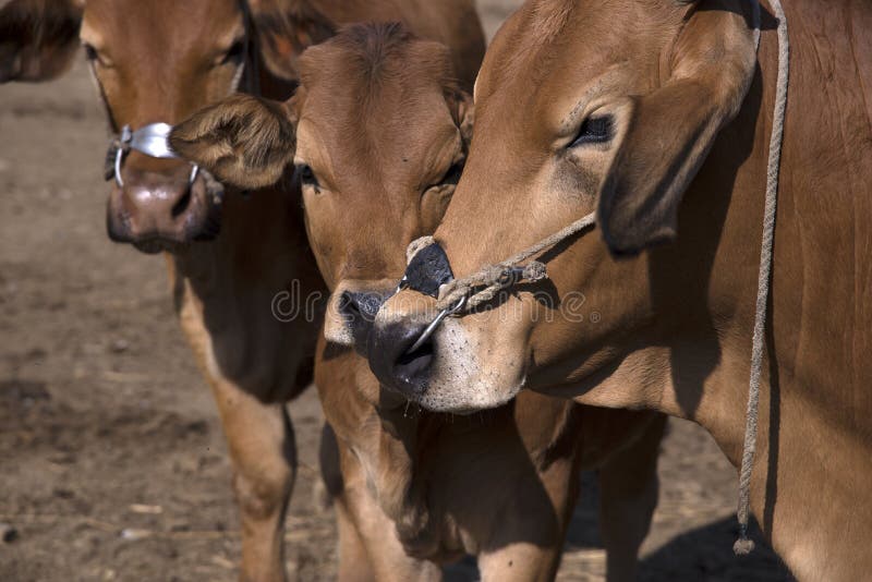 Domestic Cattle or Ox, European Cattle Stock Photo - Image of cattle ...