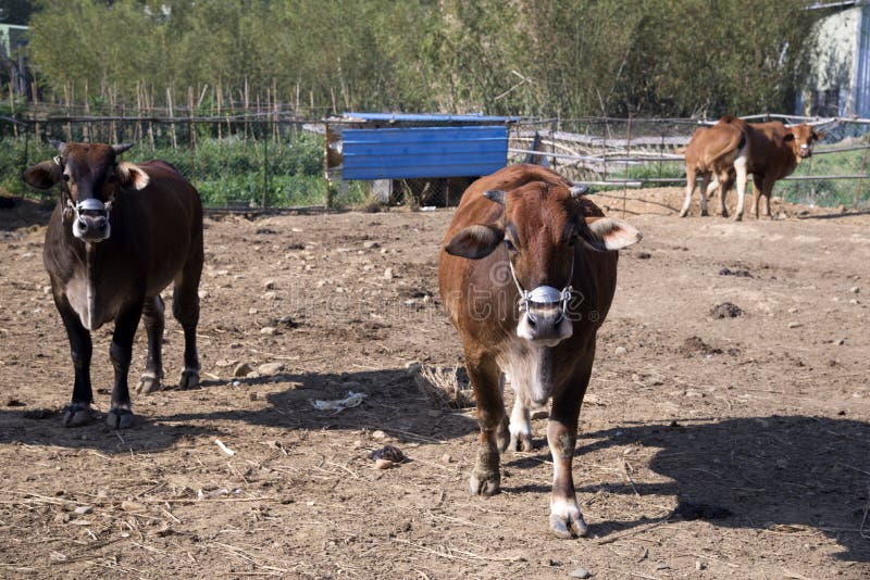 Domestic Cattle or Ox, European Cattle Stock Image - Image of native ...