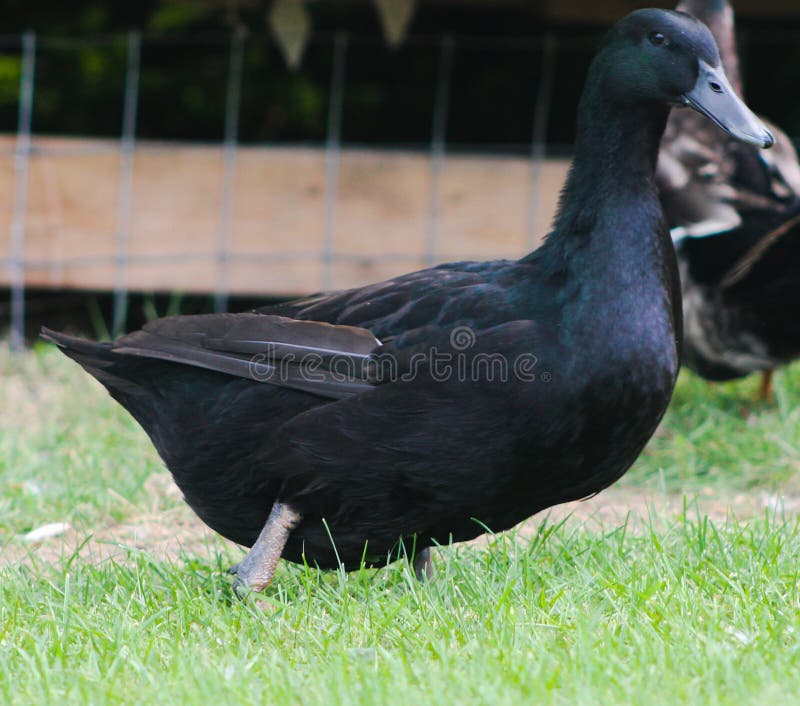 Domestic Cayuga Duck stock photo. Image of waterfowl - 291229352