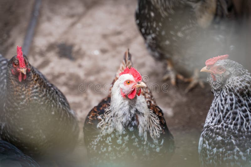 Domestic Chicken Carefully Looks into the Camera Stock Photo - Image of ...