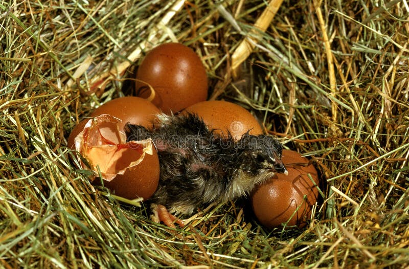 DOMESTIC CHICKEN, CHICK HATCHING from EGG Stock Photo - Image of ...
