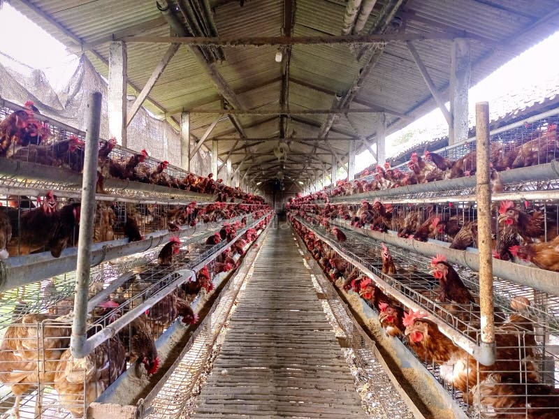 Domestic Chicken Farming with Traditional Bamboo-based Cages Stock ...