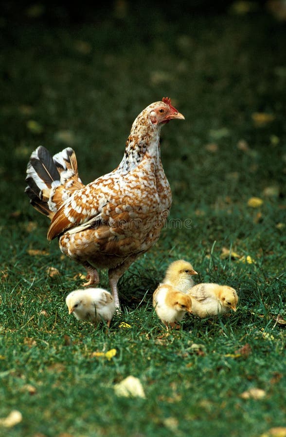 Domestic Chicken, Hen and Chicks Stock Photo - Image of female, baby ...