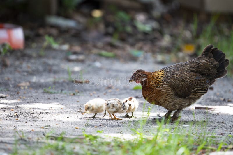 Domestic Chicken stock photo. Image of feathers, chicken - 237985896
