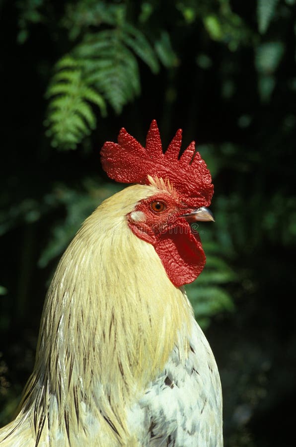 COQ stock image. Image of male, farmyard, individual - 170739477
