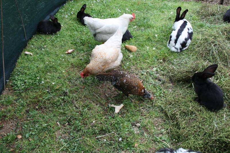 Domestic Chicken and Rabbits Living Together Stock Image - Image of ...