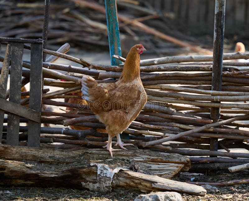 Domestic Chicken Walking Outdoors on a Summer Day Stock Image - Image ...